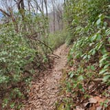 Tamassee Knob Trail, South Carolina - 306 Reviews, Map | AllTrails