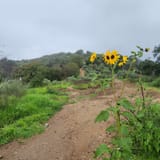 Colby Trail, California - 805 Reviews, Map | AllTrails