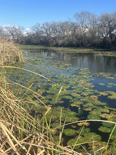 2023 Best Wild Flowers Trails in Spring Lake Preserve | AllTrails