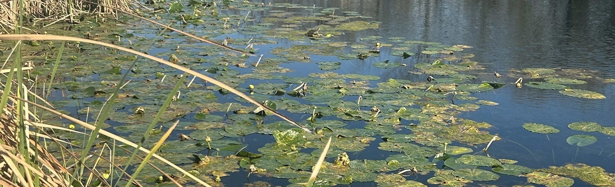 Spring Lake Reserve Trail: 20 Reviews, Map - Texas | AllTrails