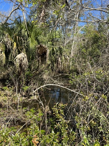 Best Hikes and Trails in Aripeka Sandhills Preserve | AllTrails