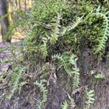 Cooks Butte Loop, Oregon - 399 Reviews, Map | AllTrails