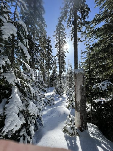 2023 Best 10 Snowshoeing Trails in Mount Hood Wilderness | AllTrails