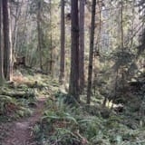 Ridge Loop Trail , Washington - 357 Reviews, Map | AllTrails