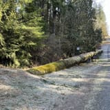 Tolt Pipeline Trail, Washington - 353 Reviews, Map | AllTrails