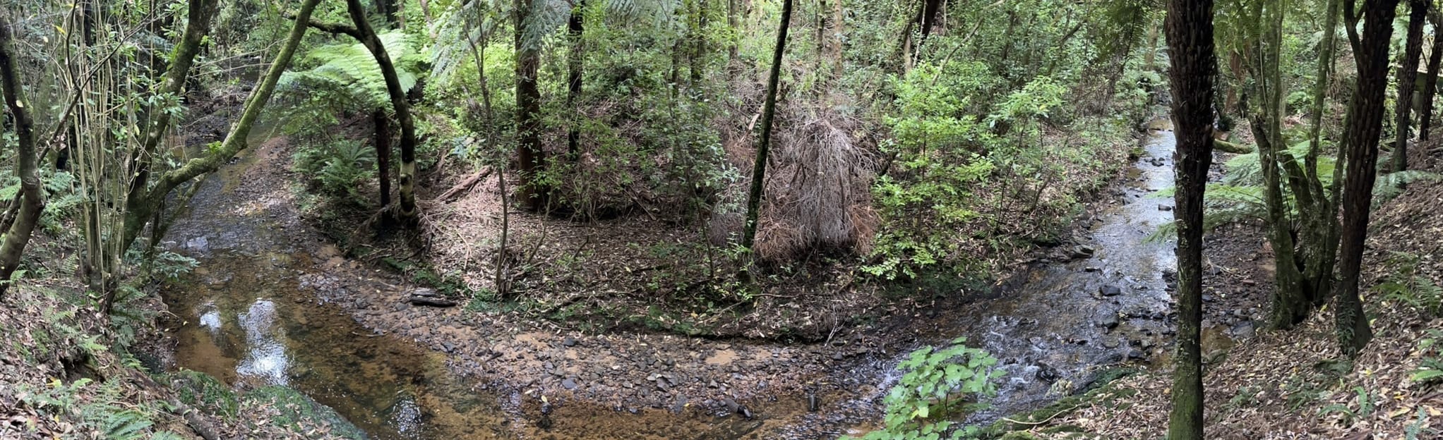 Otari-Wilton’s Bush Circular Walk: 16 Reviews, Map - Wellington, New ...