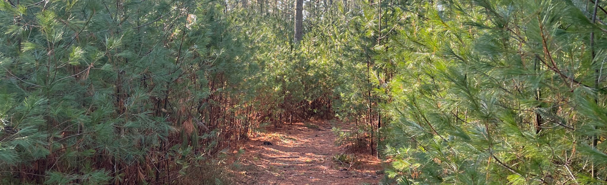 Arcadia Management Area: Liberty Tract, Rhode Island - 10 Reviews, Map ...