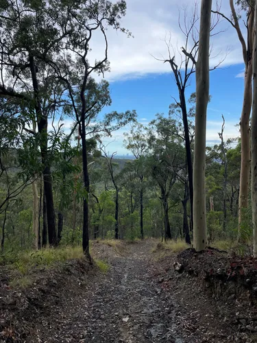 10 Best Mountain Biking Trails in Nerang National Park | AllTrails