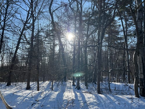 2023 Best trails in Thickson's Woods Nature Reserve | AllTrails