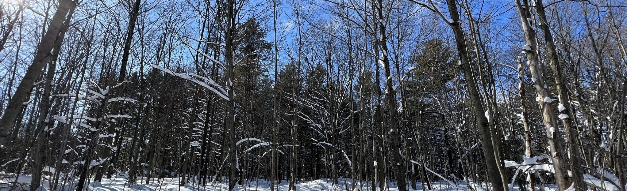 Springmount Forest Loop: 37 Reviews, Map - Ontario, Canada | AllTrails