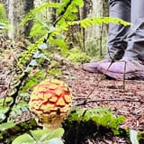 Miner's Ridge Trail, Clintonia Trail, and Gold Bluffs Beach Loop ...