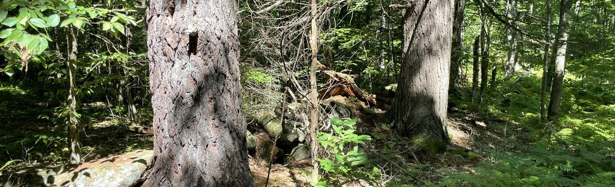 Prospect Hill, Swamp Road, and Boardwalk Trail Loop: 33 Reviews, Map ...