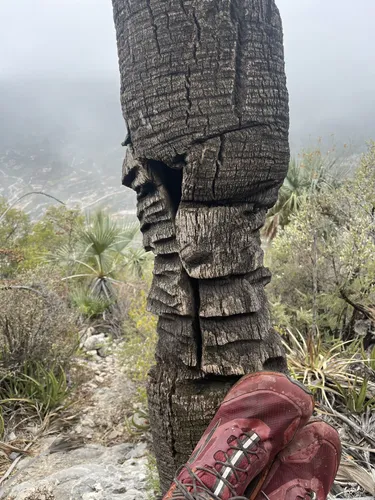 Best Views Trails in Area Natural Protegida Sierra el Fraile y San ...