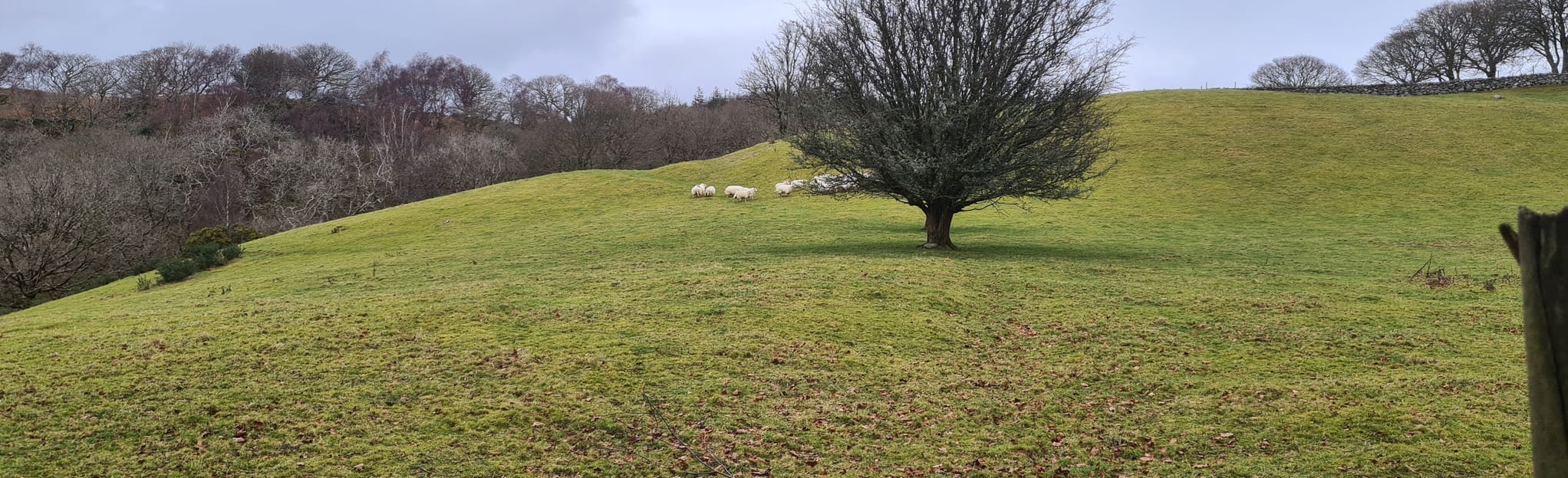 Maentwrog Waterfall, Gwynedd, Wales - 76 Reviews, Map | AllTrails