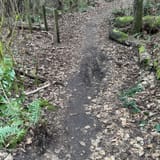 Sword Fern and Highline Trail, Washington - 222 Reviews, Map | AllTrails