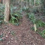 Sword Fern and Highline Trail, Washington - 222 Reviews, Map | AllTrails