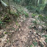 Sword Fern and Highline Trail, Washington - 222 Reviews, Map | AllTrails