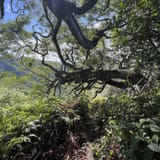 Moanalua Valley and Tripler Ridge Trail Loop, Oahu, Hawaii - 191 ...