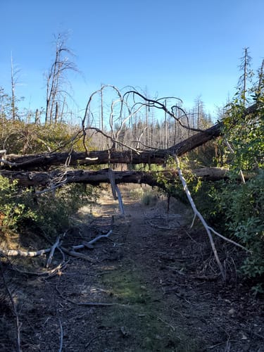 2023 Best Camping Trails in Boggs Mountain State Forest | AllTrails