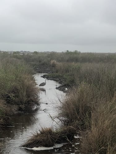 Best Hikes and Trails in Brazoria National Wildlife Refuge | AllTrails