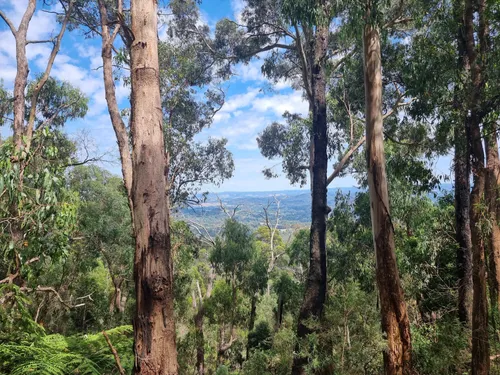 10 Best Hikes and Trails in Yarra Ranges National Park | AllTrails