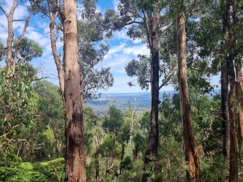 2023 Best 10 Views Trails in Yarra Ranges National Park | AllTrails
