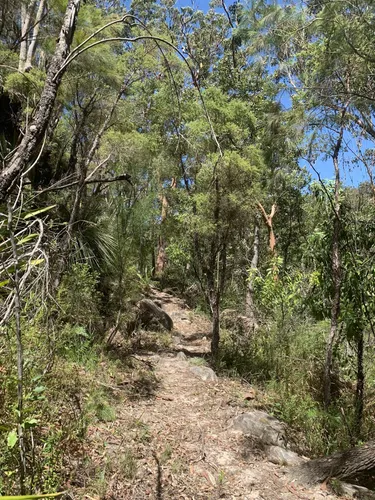 10 Best Hikes and Trails in Dharug National Park | AllTrails