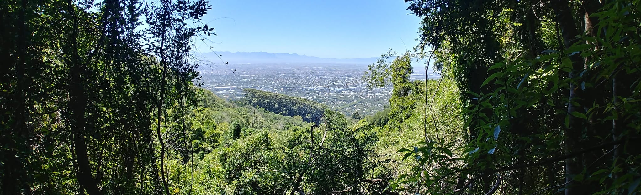 Newlands Forest - Fernwood Track Loop, Western Cape, South Africa - 66 ...