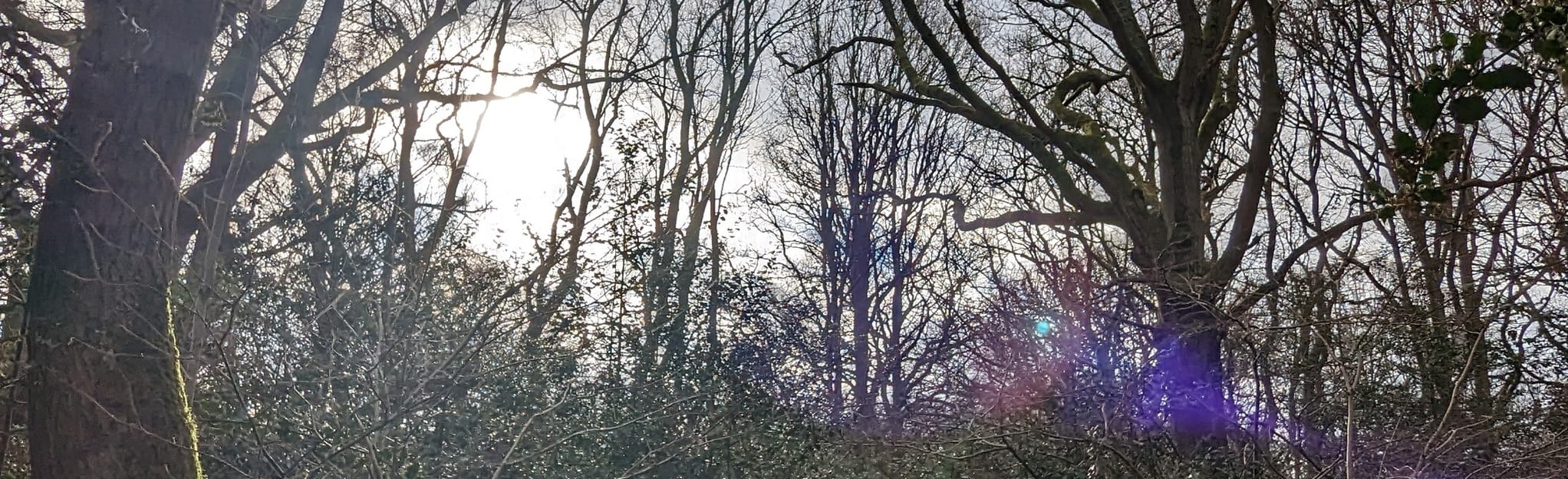 Bricket Wood Common, Hertfordshire, England - 31 Reviews, Map | AllTrails