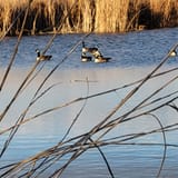 Wetlands Duck Creek, Coyote Howl, and Quail Run Trail, Nevada - 313 ...