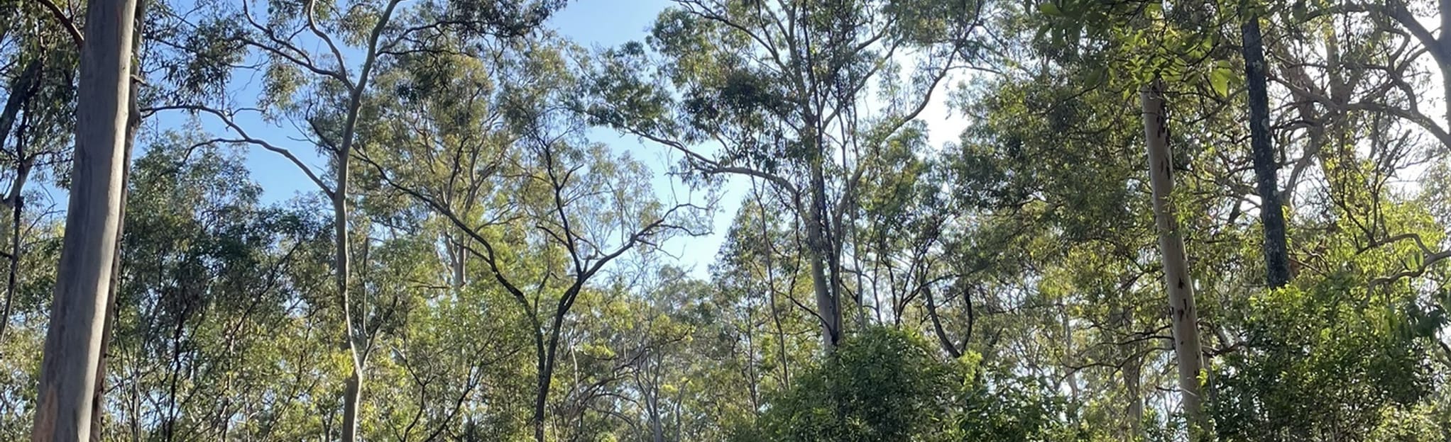 Mount Coot-tha Loop via Powerful Owl Trail, Queensland, Australia - 552 ...