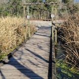 Joyce WMA Swamp Walk Nature Trail, Louisiana - 57 Reviews, Map | AllTrails