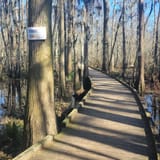 Joyce WMA Swamp Walk Nature Trail, Louisiana - 57 Reviews, Map | AllTrails