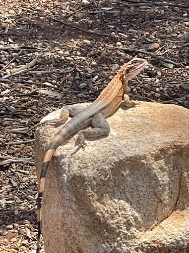 Best Hikes and Trails in Karlkurla Bushland Park | AllTrails