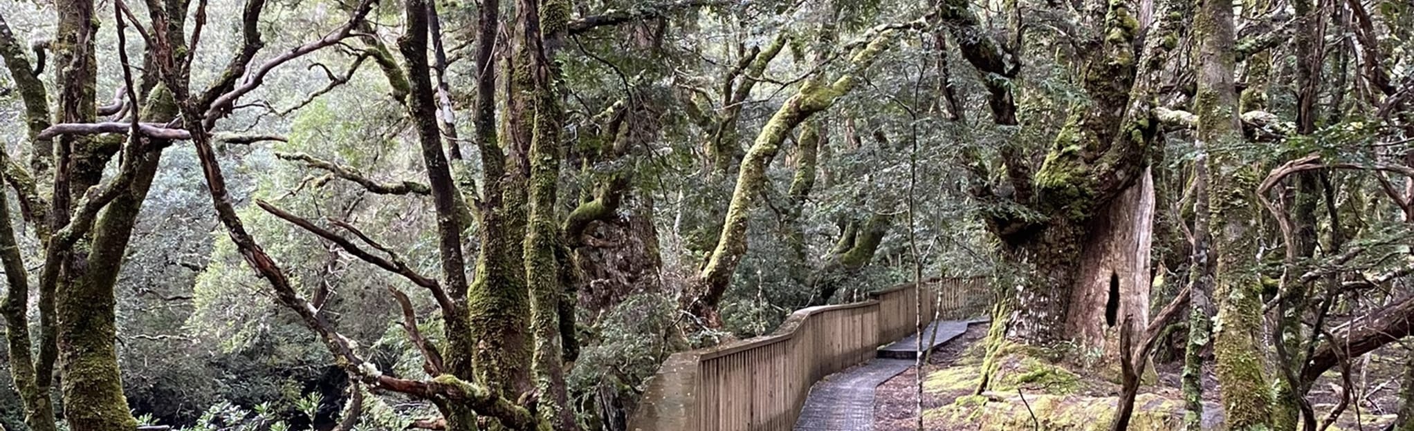 Pencil Pine Walk, Tasmania, Australia - 34 Reviews, Map | AllTrails