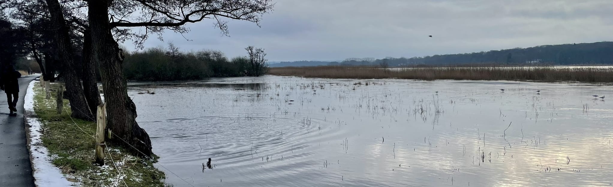 Gellerup Skov - Brabrand Sø - Søparken: 6 Fotos - Region Midtjylland ...