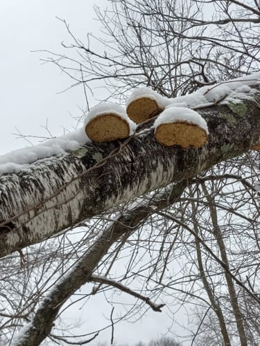 Best Hikes and Trails in Hayden Woods | AllTrails