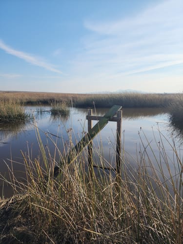 Best Hikes and Trails in Rush Ranch Open Space | AllTrails