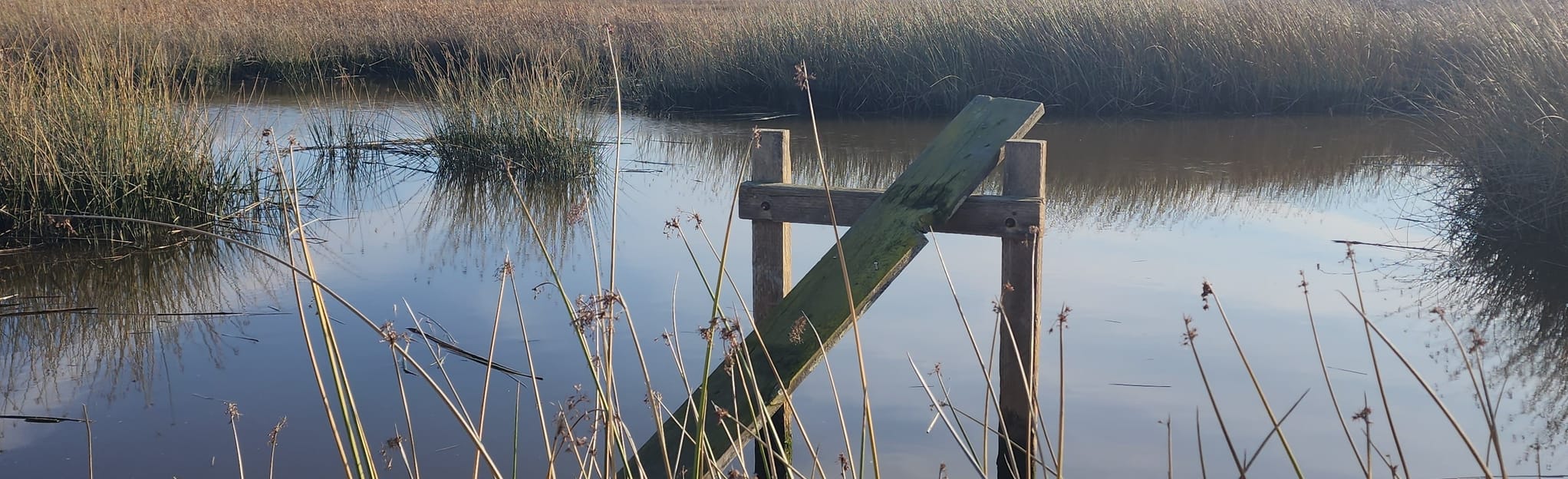 Rush Ranch Marsh Trail, California - 102 Reviews, Map | AllTrails