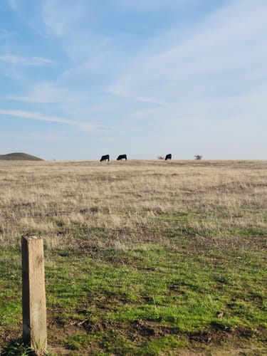 Best Hikes and Trails in Rush Ranch Open Space | AllTrails