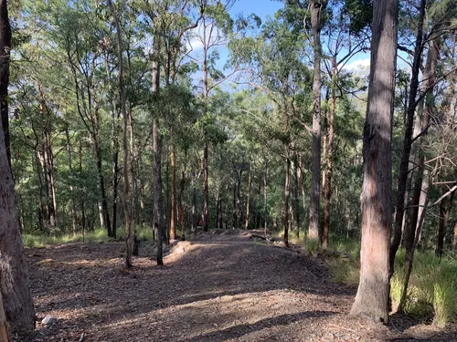 Best Hard Trails in Mt Coot-tha Reserve | AllTrails