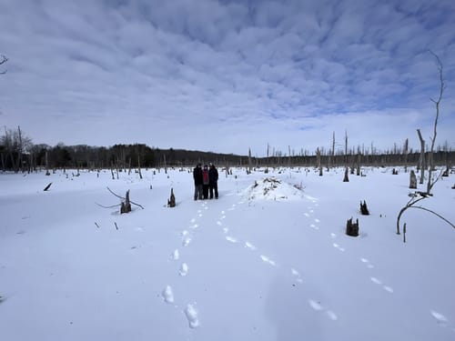 Best Hikes and Trails in Bear Swamp Preserve | AllTrails