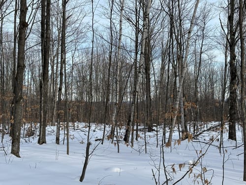 Best Hikes and Trails in Offield Family Working Forest Reserve | AllTrails