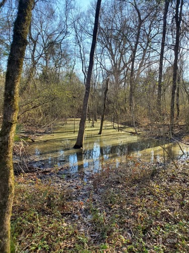 Best Hikes and Trails in Comite River Park | AllTrails