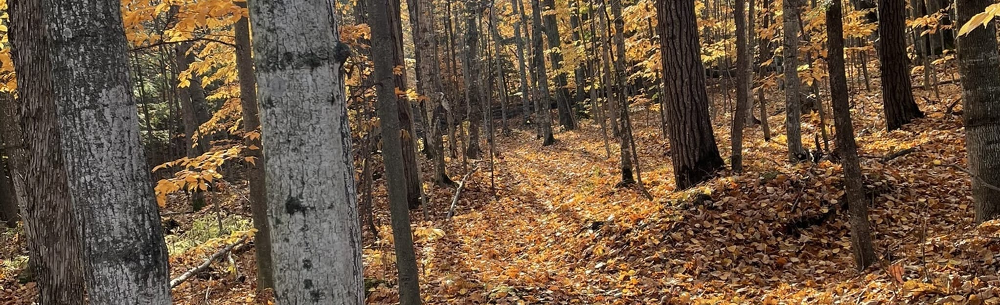 Bubbling Springs Nature Preserve, Michigan - 32 Reviews, Map | AllTrails