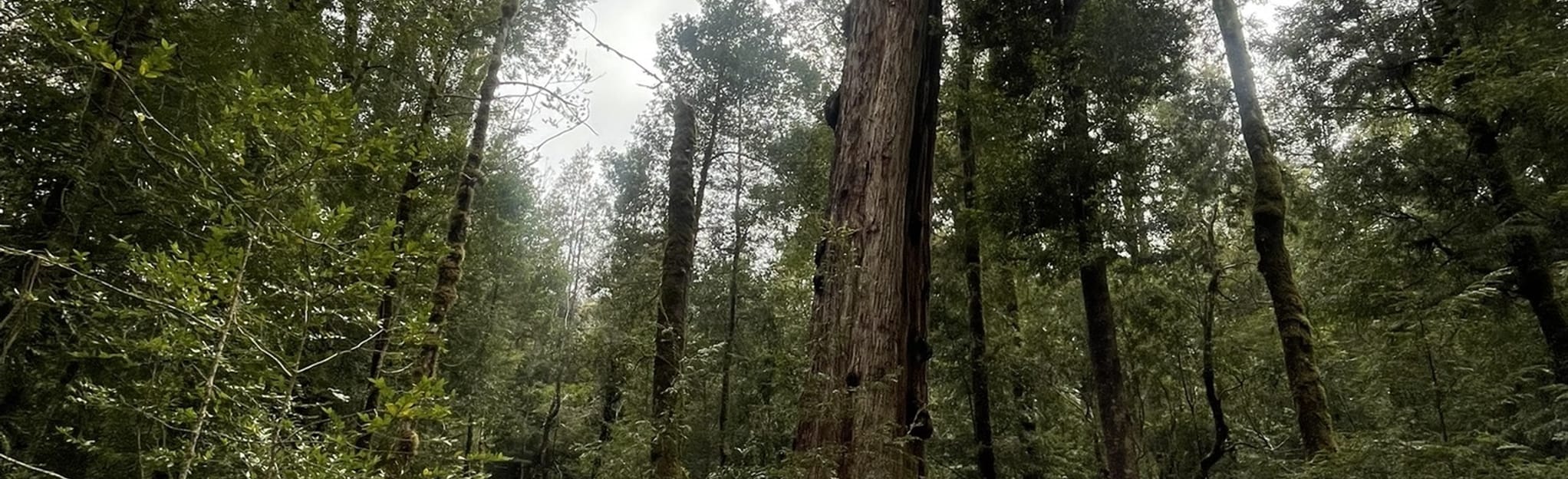 Franklin River Nature Trail: 50 Reviews, Map - Tasmania, Australia ...