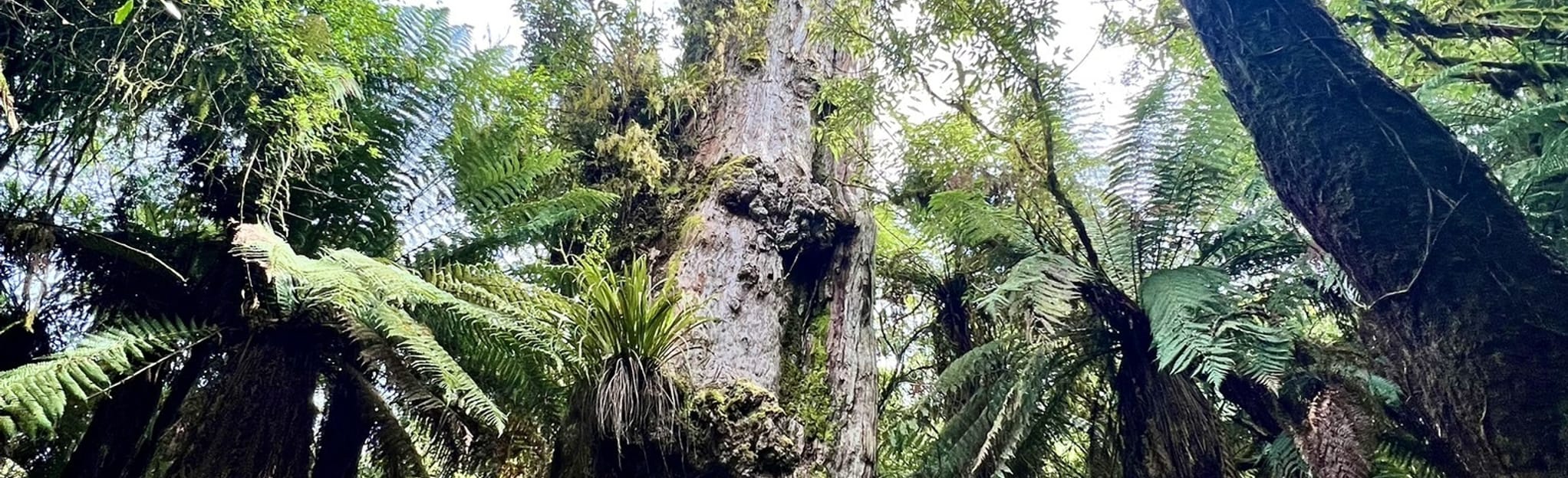 Pouakani Totara Tree Walk, 10 Fotos - Waikato, Neuseeland | AllTrails