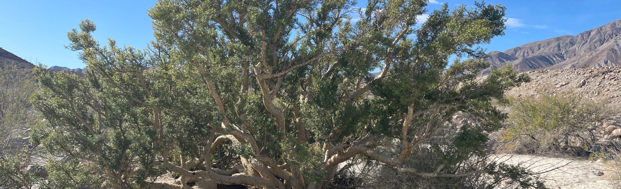 Elephant Trees Nature Trail | Map, Guide - California | AllTrails