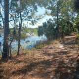 Indrio Savannahs Preserve, Florida - 222 Reviews, Map | AllTrails