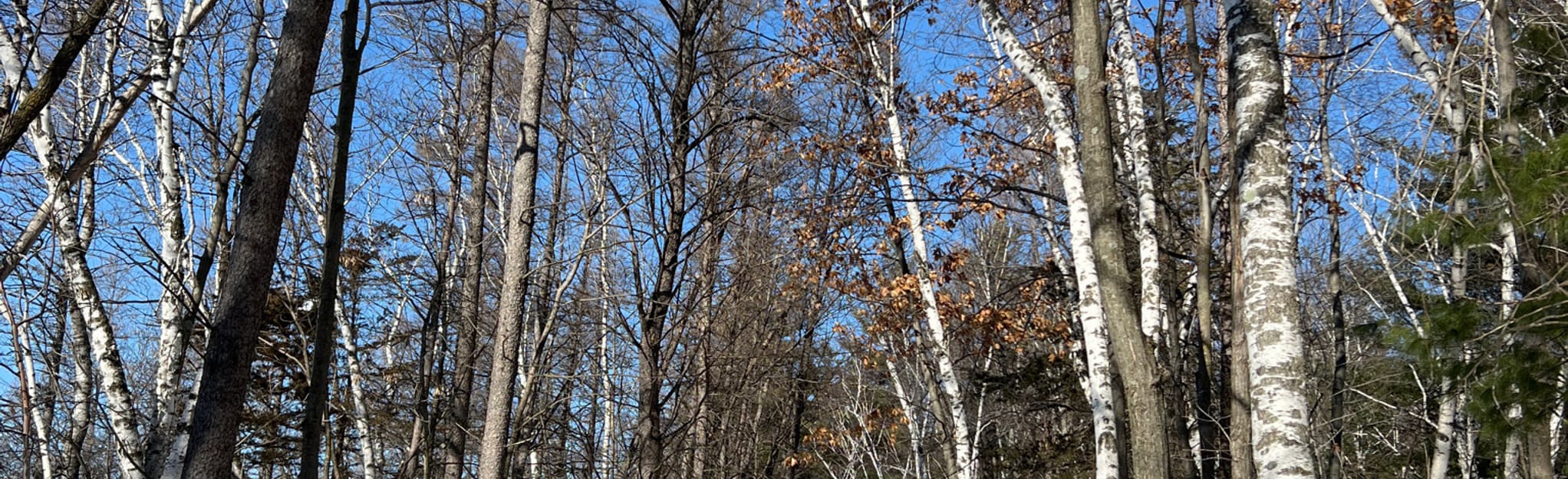 Linwood Lake Trail, Minnesota - 16 Reviews, Map | AllTrails